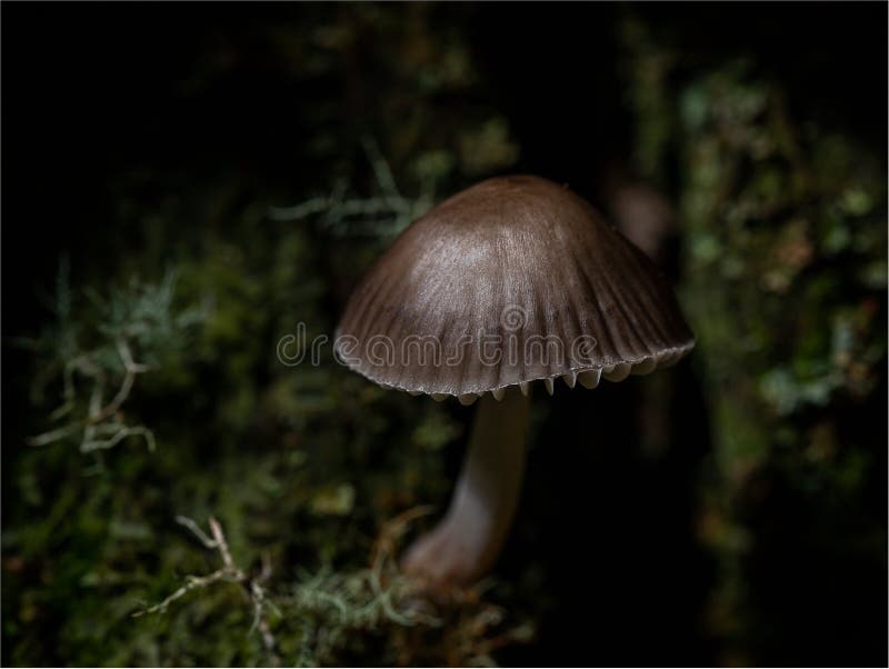 Pluteus Nanus Stock Photos - Free & Royalty-Free Stock Photos from ...