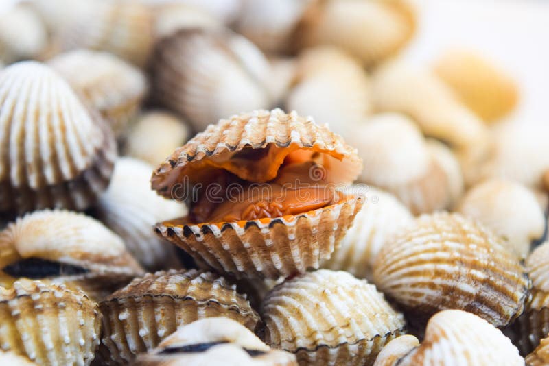 Closeup Poached Scallop Background Stock Image - Image of coastal ...