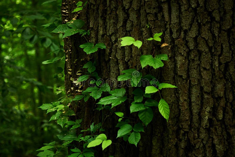 Poison Ivy Vine stock photo. Image of poison, growth, itching - 5213984