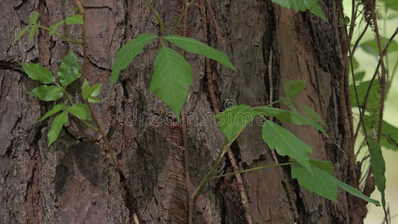 Closeup Poison Ivy Vine on Tree Trunk Stock Video - Video of reddish ...