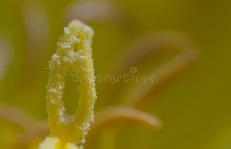 Closeup pollen stock photo. Image of bright, bloom, garden - 54901992