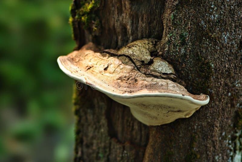 Closeup of Polyporaceae on a Tree Stock Image - Image of layer ...