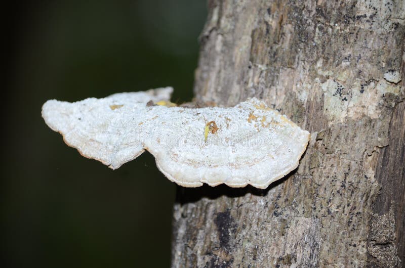 Closeup of Polyporales on a Tree in a Garden with a Blurry Bakground ...