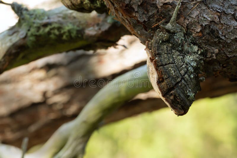 Polypore, Phellinus Pini on Pine Wood. Stock Image - Image of mushroom ...