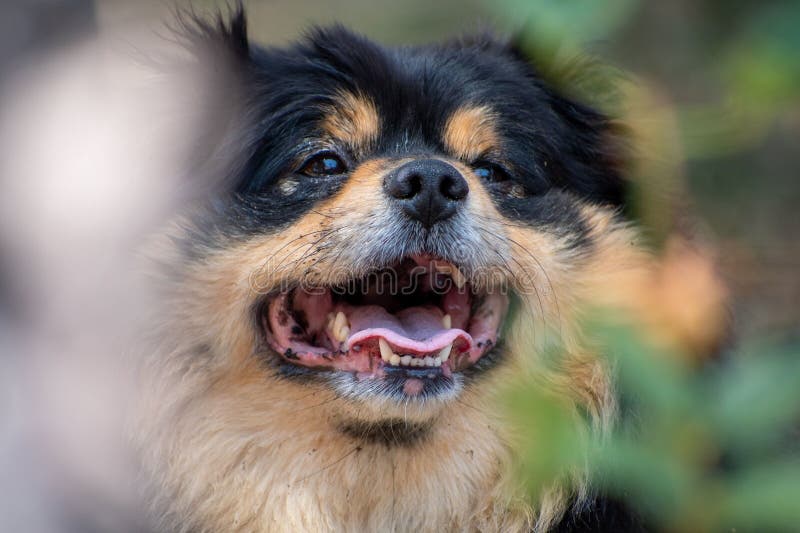 Closeup of a Pomeranian Dog with Its Mouth Open Stock Image - Image of ...