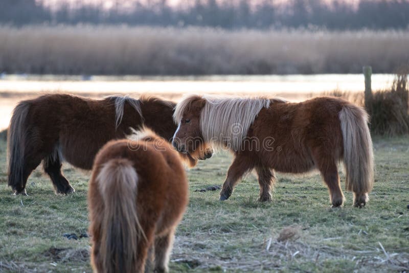 Closeup of Ponies Standing in a Field while the Sun is Setting Stock ...