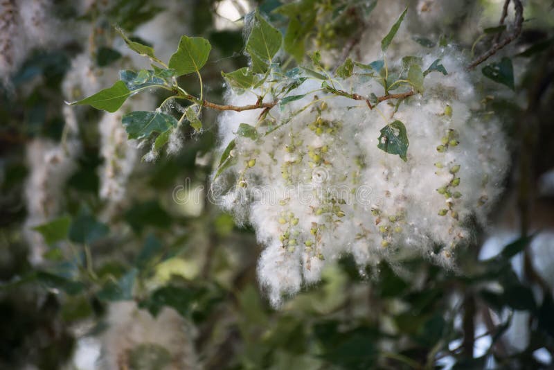 Poplar pollen stock photo. Image of pollen, flying, trees - 45661952