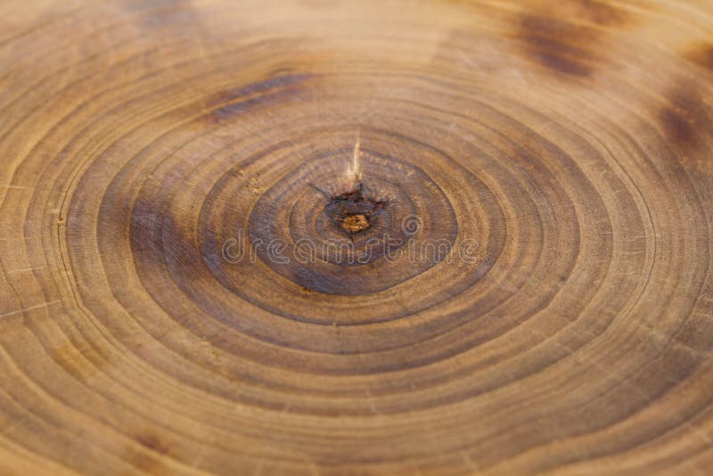Closeup Poplar Trunk Slice, Growth Rings. Burnt Wood Texture. Stock ...