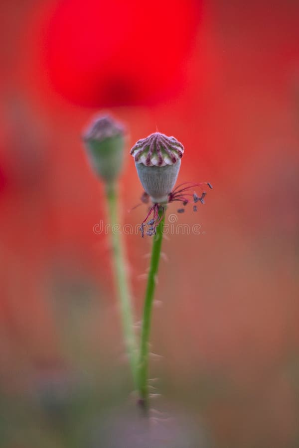 Closeup of Poppy Flower Box on Red Background Stock Image - Image of ...