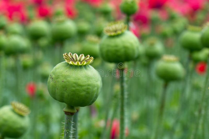 Closeup of Poppy Flower Buds in a Field Stock Image - Image of garden ...