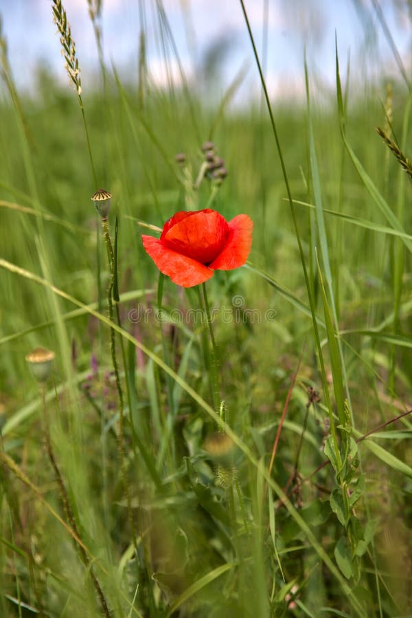 Poppy with Grass Isolated on White, Water Drops and Little Spider Stock ...