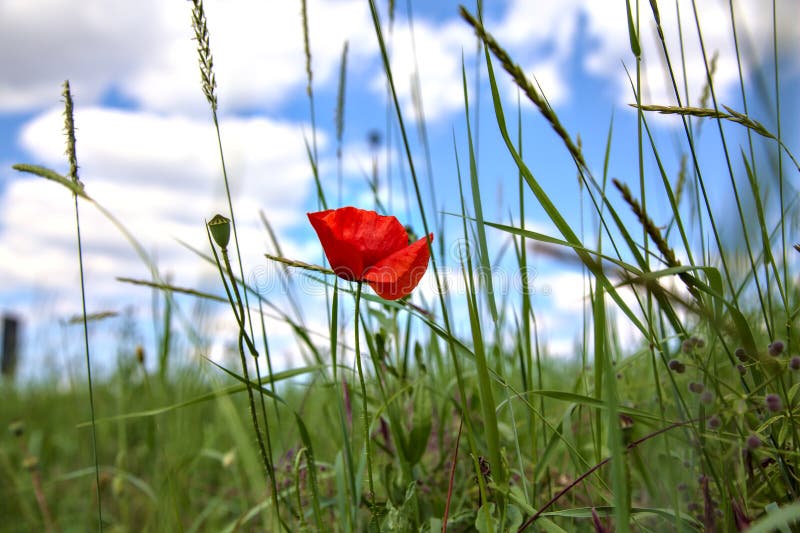Closeup of a Poppy in the Grass with the Sky in the Background Stock ...