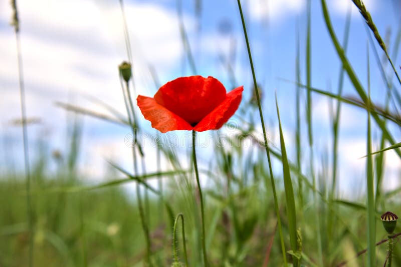 Closeup of a Poppy in the Grass with the Sky in the Background Stock ...