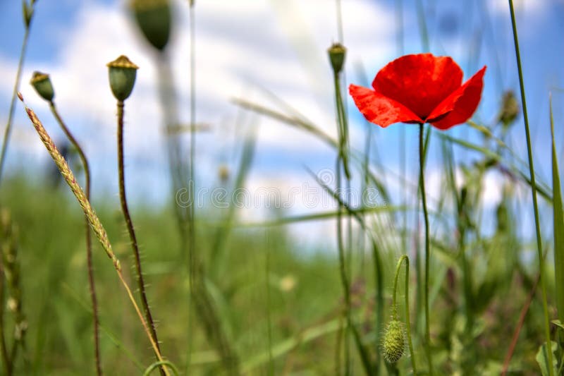 Poppy with Grass Isolated on White, Water Drops and Little Spider Stock ...