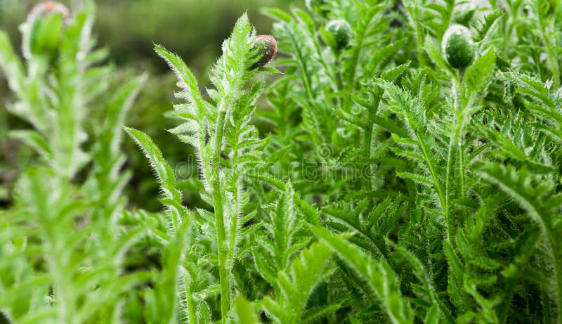 Poppy stems stock image. Image of circles, pods, texture - 1250745