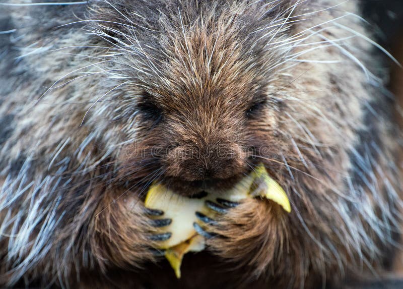 Closeup of a Porcupine Munching on a Plant Stock Photo - Image of brown ...