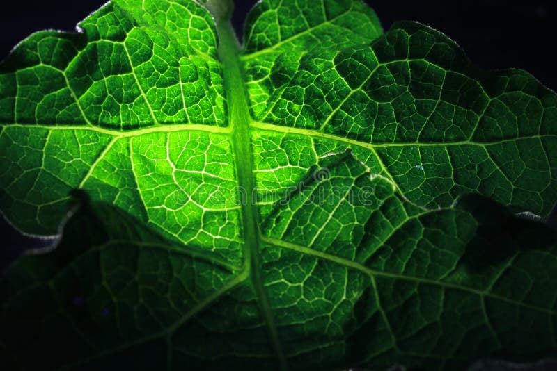 Closeup Of Portion Of Green Netted Veins Leaf, Reticulate Venation Of ...