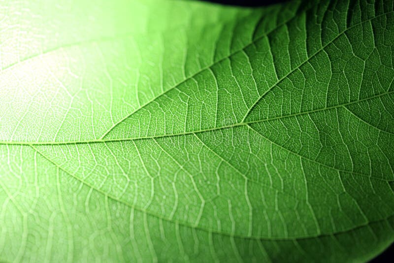 Closeup of Portion of Green Netted Veins Leaf, Reticulate Venation of ...