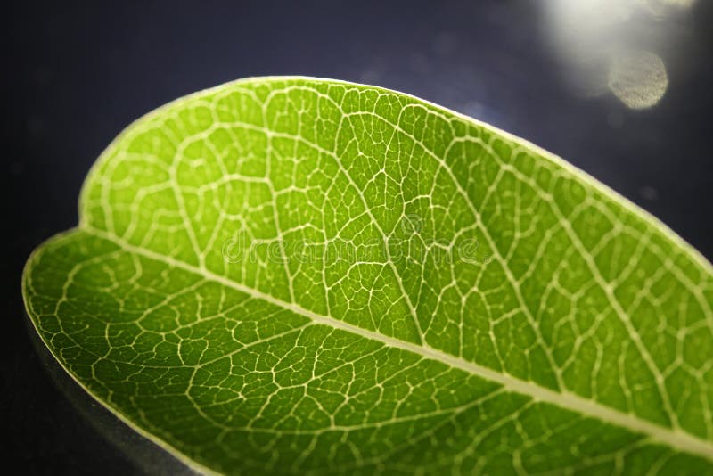 Leaf Venation Stock Images - Download 2,269 Royalty Free Photos