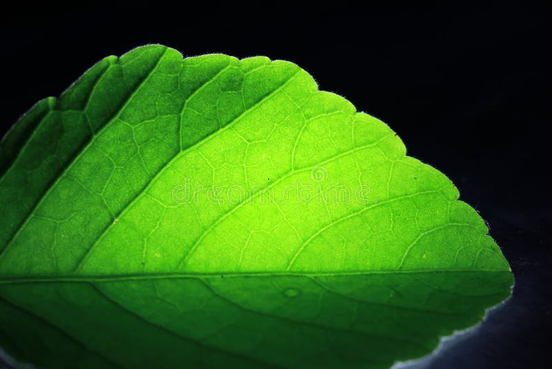 Closeup of Portion of Green Netted Veins Leaf, Reticulate Venation of ...