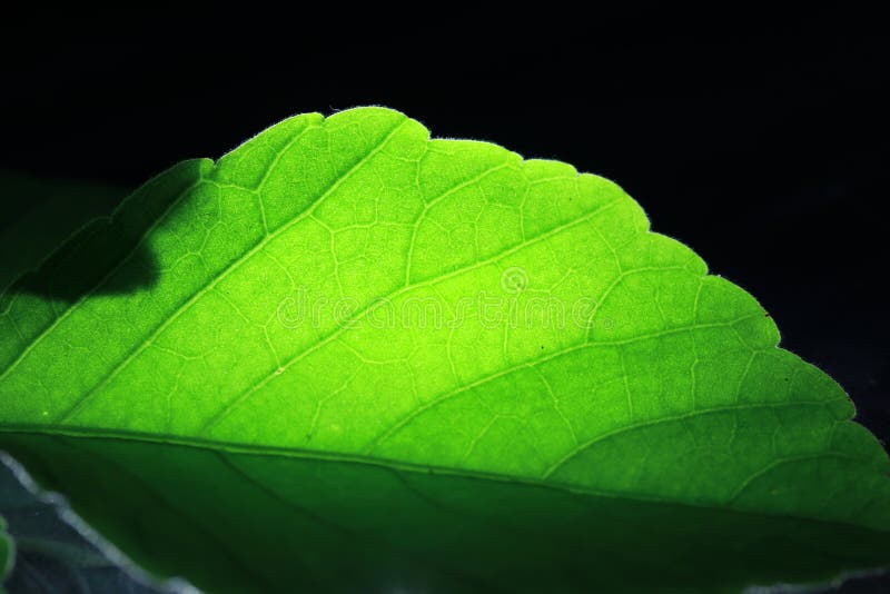 Closeup of Portion of Green Netted Veins Leaf, Reticulate Venation of ...
