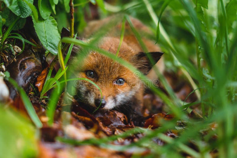 Closeup Portrait of a Baby Fox Hiding in Green Grass Stock Image ...