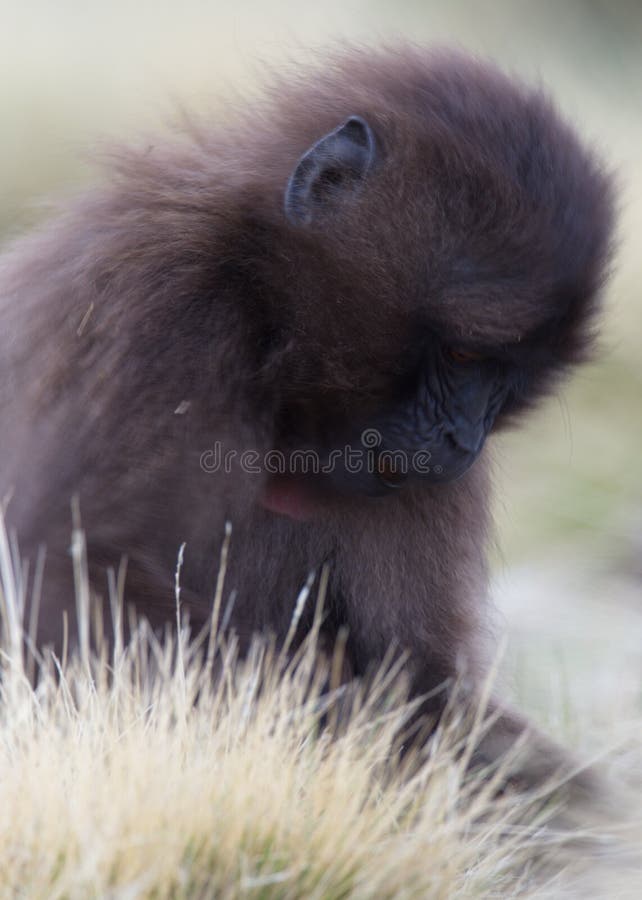 Closeup Portrait of Baby Gelada Monkey Theropithecus Gelada Grazing ...
