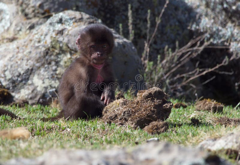 Closeup Portrait of Baby Gelada Monkey Theropithecus Gelada Playing and ...