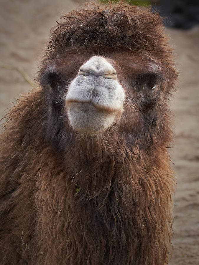 Bactrian Camel Camelus Bactrianus Stock Image - Image of animal, face ...