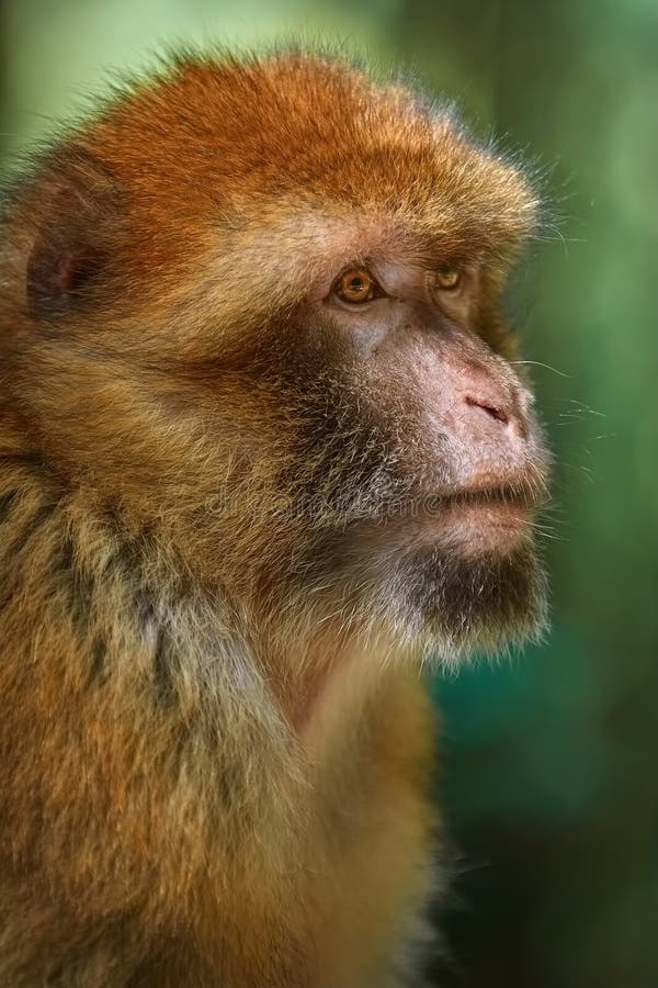 Barbary Macaque Macaca Sylvanus Stock Image - Image of primate, monkey: 103180903