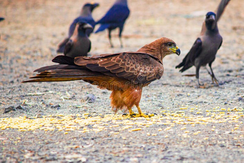 Closeup Portrait of Beautiful Black Kite on a Ground Stock Photo ...