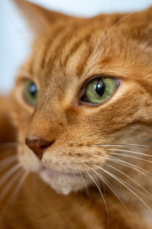 Closeup Portrait of a Beautiful Ginger Cat Stock Photo - Image of ...