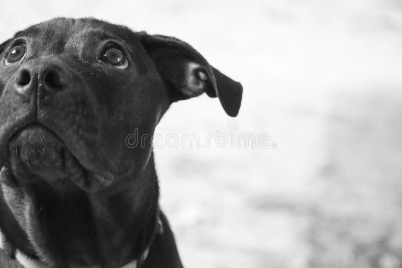 Grayscale Closeup Of A Scary Brown Pit Bull Wearing A Chain, 54% OFF