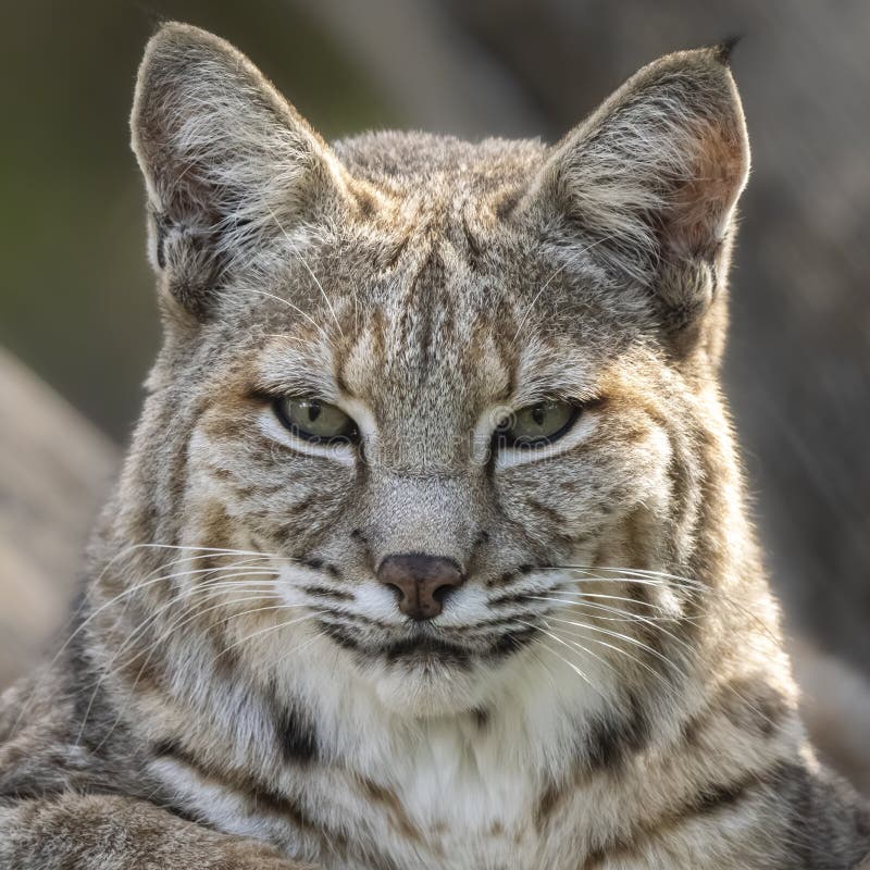 Closeup Portrait of a Bobcat in Florida Stock Photo - Image of wild ...