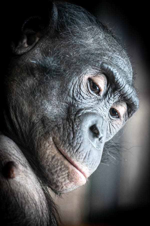 Bonobo with Open Mouth. Green Natural Background Stock Photo - Image of ...