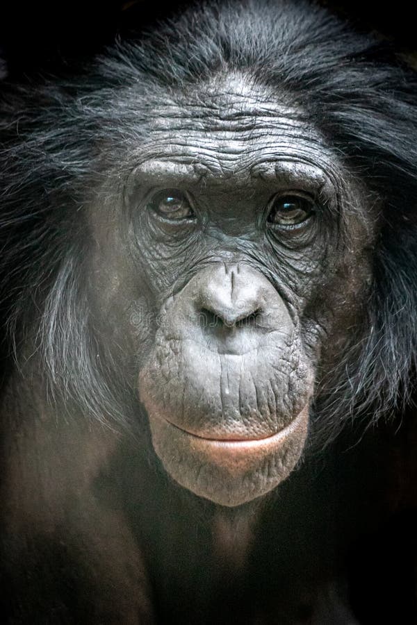 Bonobo in Closeup Showing Its Genitals, Human Ape, Pygmy Chimpanzee ...
