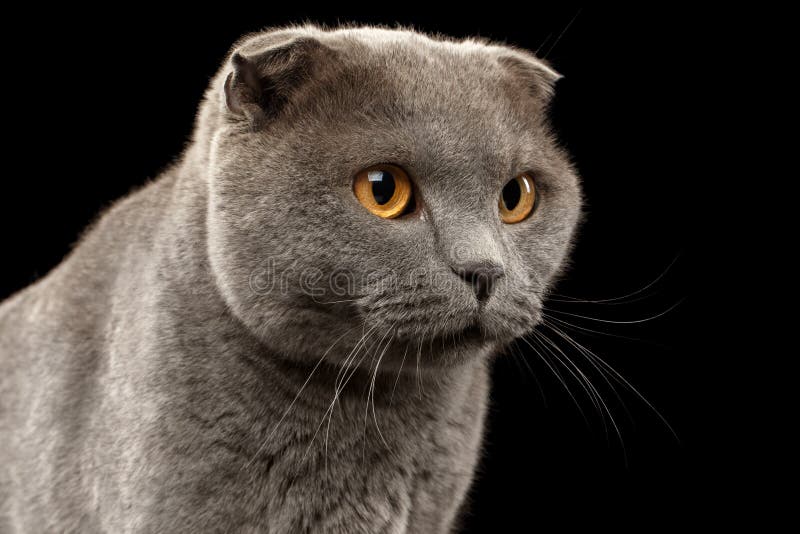 547 Closeup Portrait British Fold Cat Black Stock Photos - Free ...