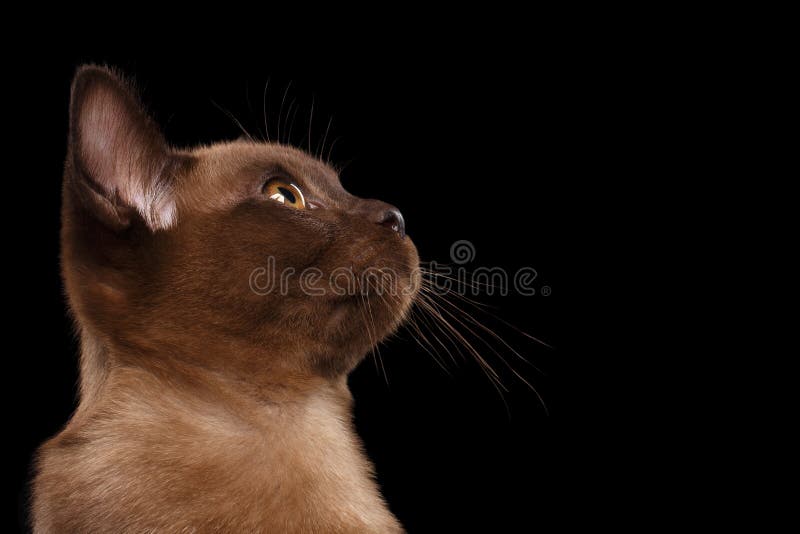 Closeup Portrait Burmese Kitten in Profile View Isolated on Black Stock ...