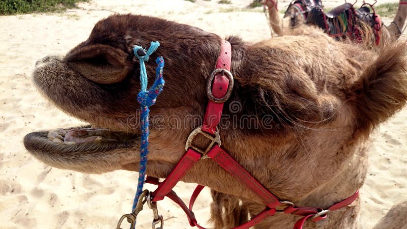 The laughing camel. stock image. Image of lonely, culture - 25105621