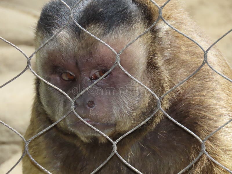 Closeup Portrait of a Capuchin Monkey Behind the Grid Fence of Its ...