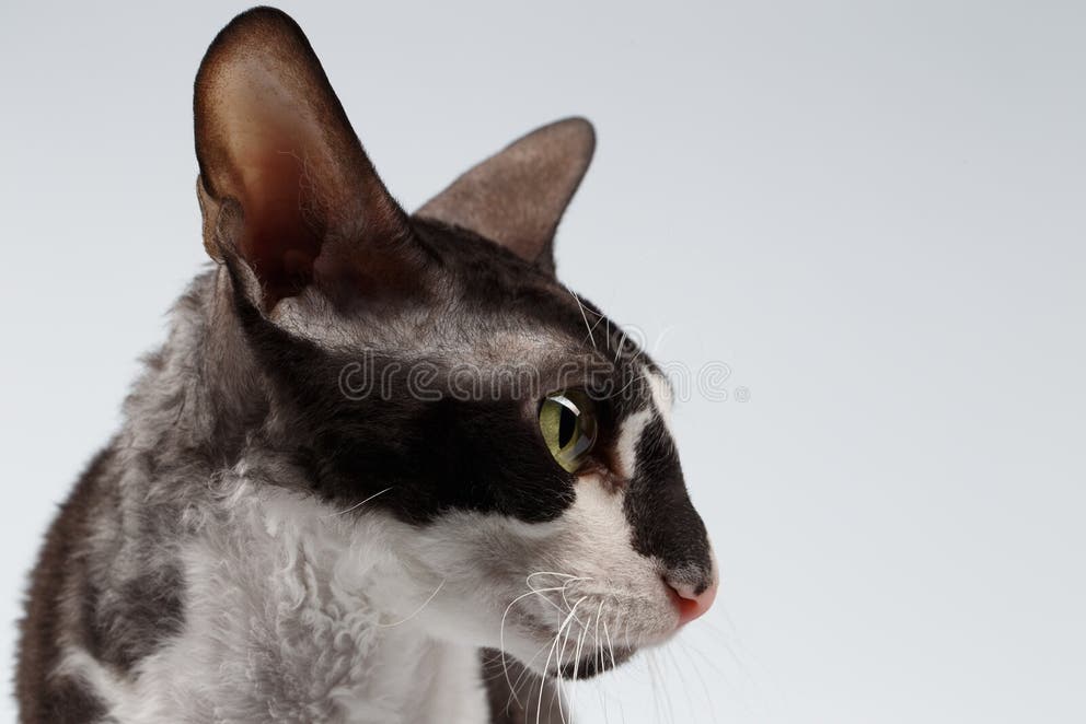 Closeup Portrait of Cornish Rex Cat on White Stock Photo - Image of ...