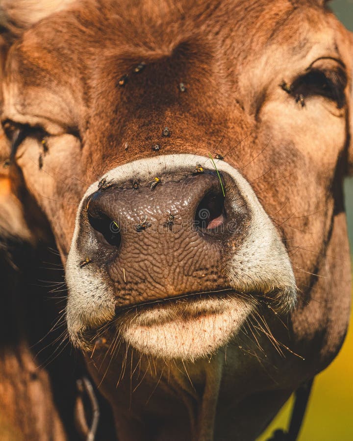 Closeup Portrait of a Cow Face Covered with Flies Stock Photo - Image ...