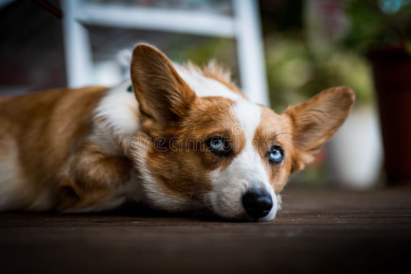 Closeup Portrait of a Cute Corgi Dog Lying on the Ground Stock Image ...