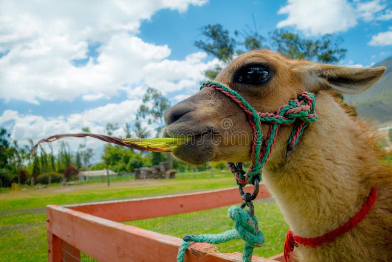 Closeup Portrait of Cute Llama Stock Image - Image of livestock, fluffy ...