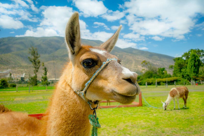 Closeup Portrait of Cute Llama Stock Photo - Image of adorable, neck ...