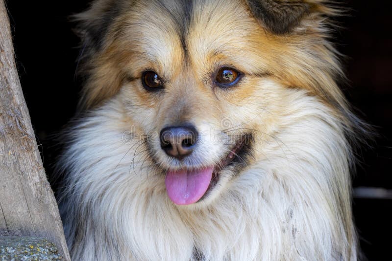 Closeup Portrait of Cute Mutt Dog. the Muzzle of a Mongrel with Red ...