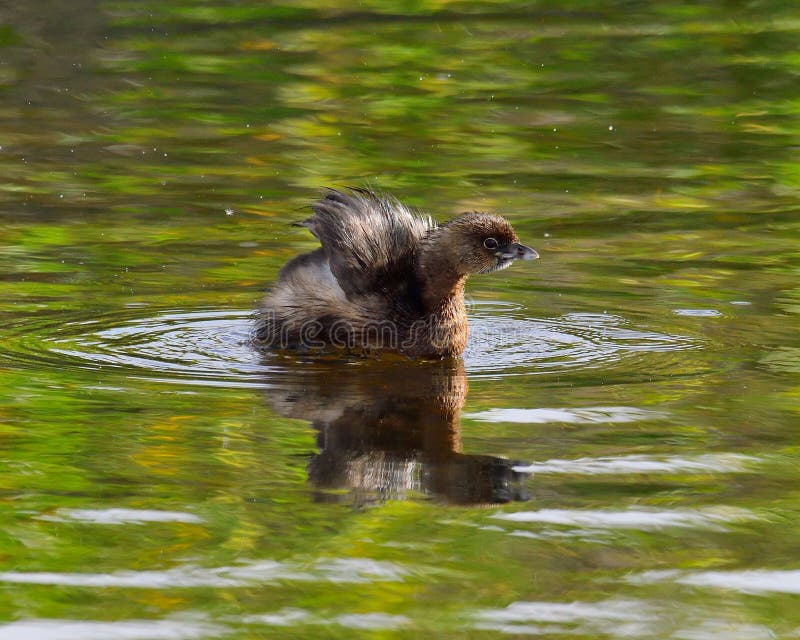 Closeup Portrait of a Cute Pied-billed Grebe on the Water Surface Stock ...
