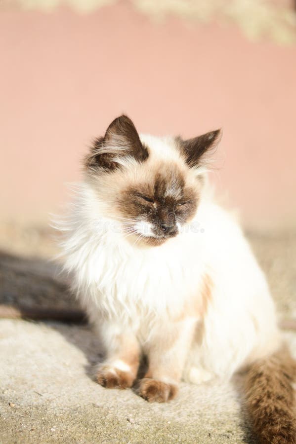 Closeup Portrait of a Cute Siamese Cat Under the Sunlight Stock Image ...