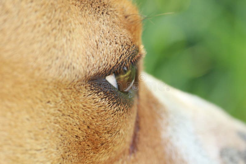 Closeup Portrait of a Dog Focus on the Eye Stock Image - Image of ...