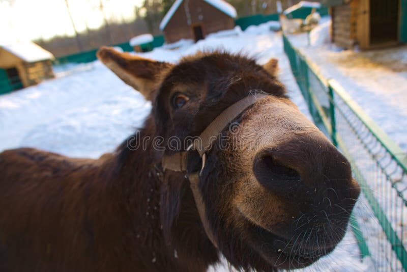 Portrait of a Donkey Standing in the Snow. Stock Photo - Image of looks ...